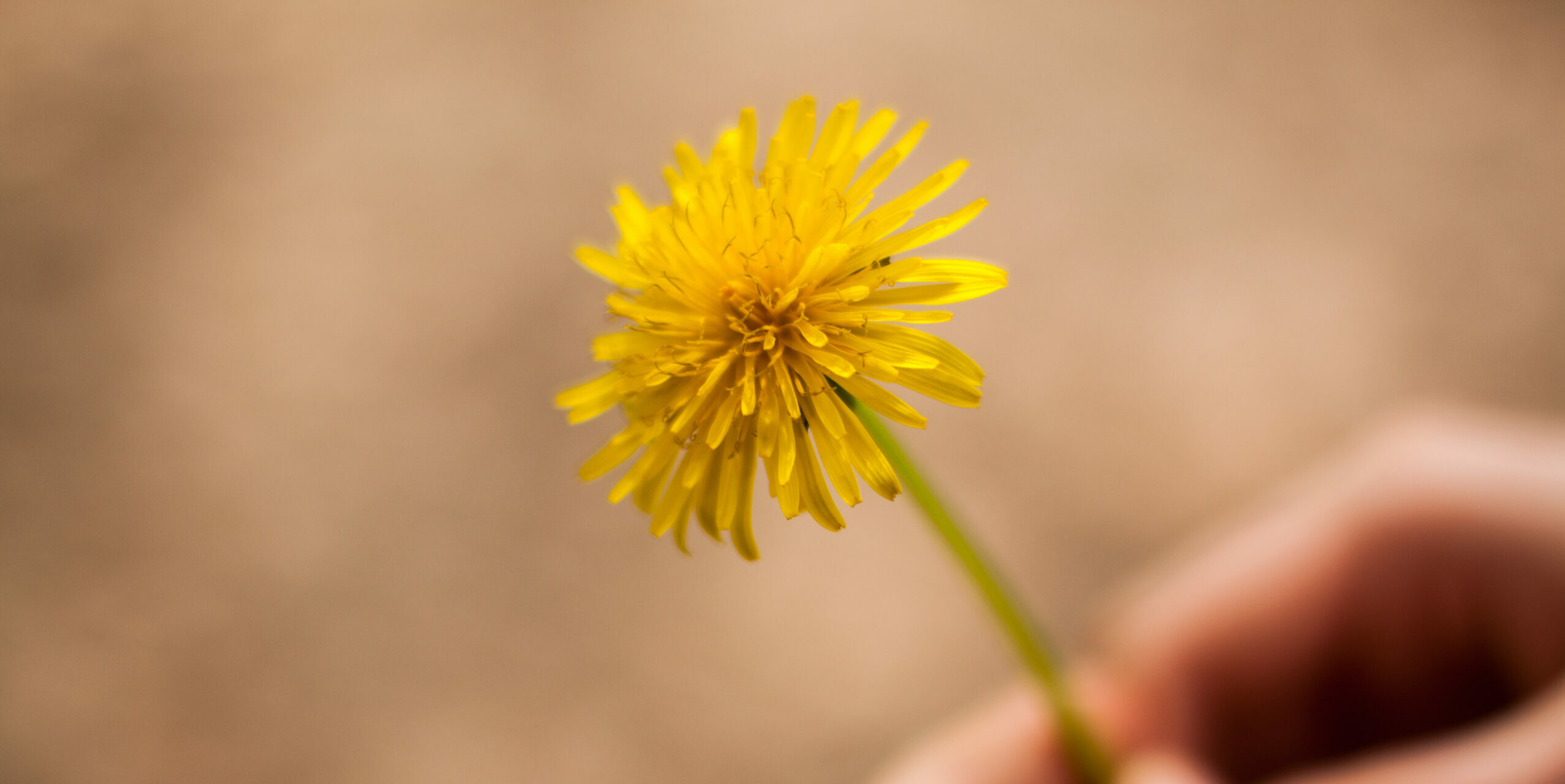 Gold Through The Grey – Sincerely Cliff